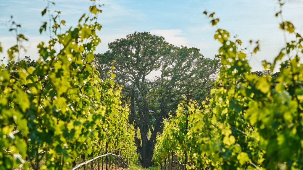 Wine Bar Healdsburg | Hazel Hill | Montage Healdsburg