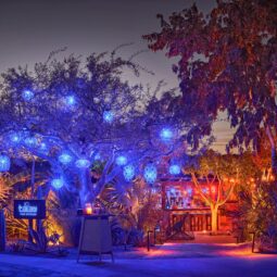 Dining in Los Cabos Image Gallery | Montage Los Cabos